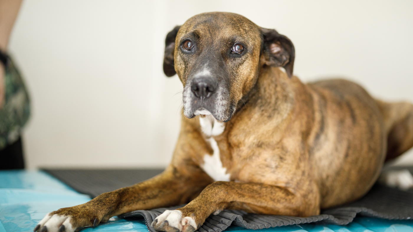 Older Dog Pooping in the House? Manage Bathroom Accidents with Causes ...